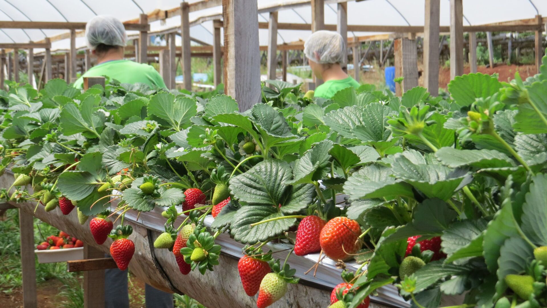 Tecnologia e genética permitem cultivo de morango o ano todo - Grupo A Hora