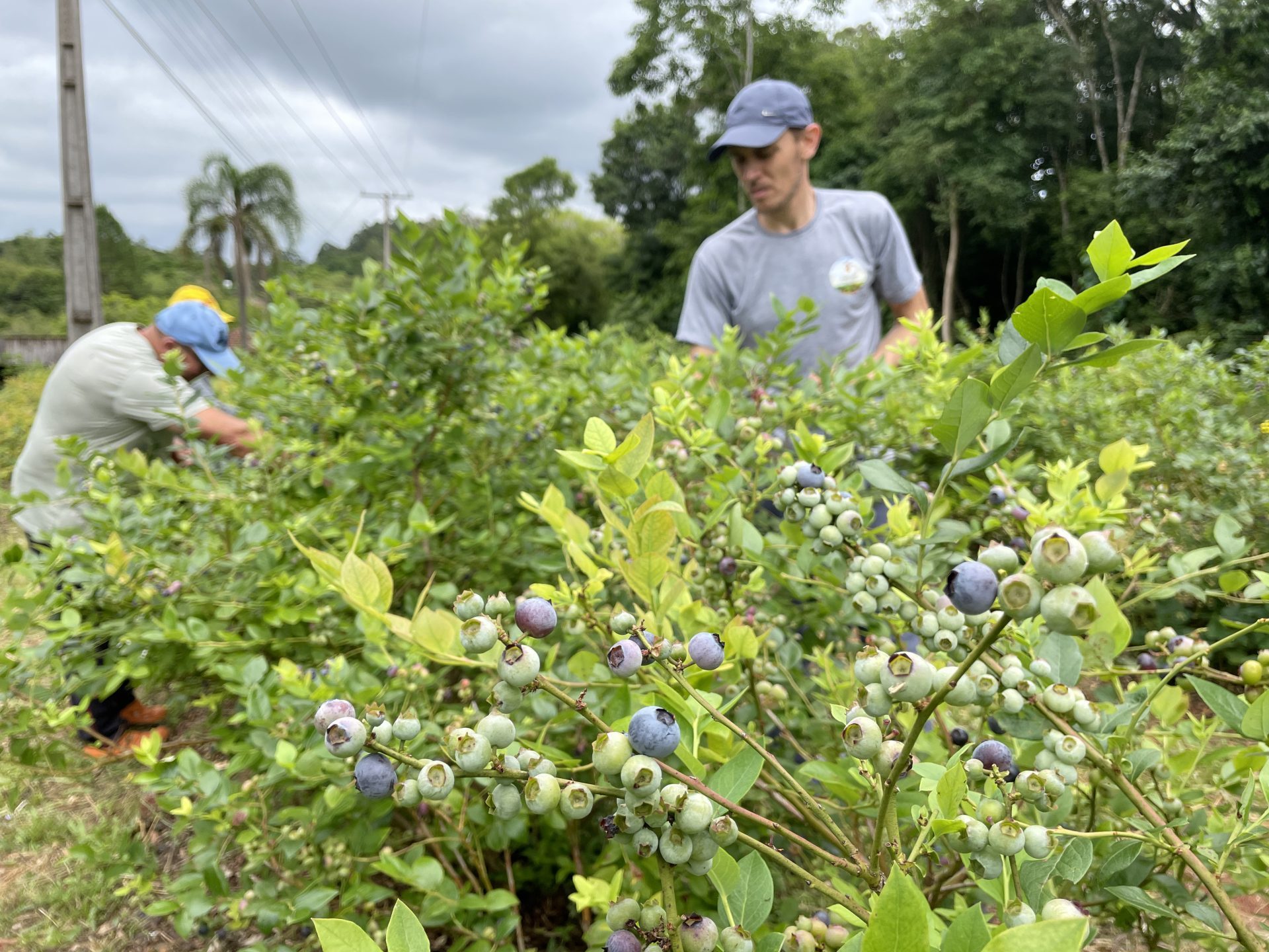 Cultivo de mirtilo conquista espaço nos pomares da região - Grupo A Hora